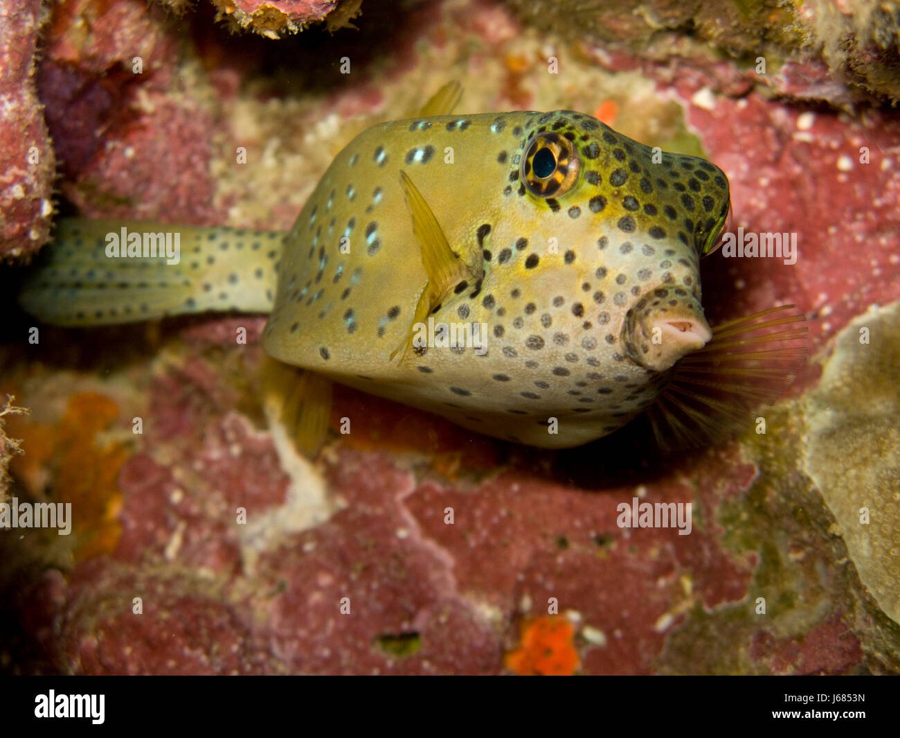 fish underwater dive pisces water travel indonesia eye organ eyes tear ...