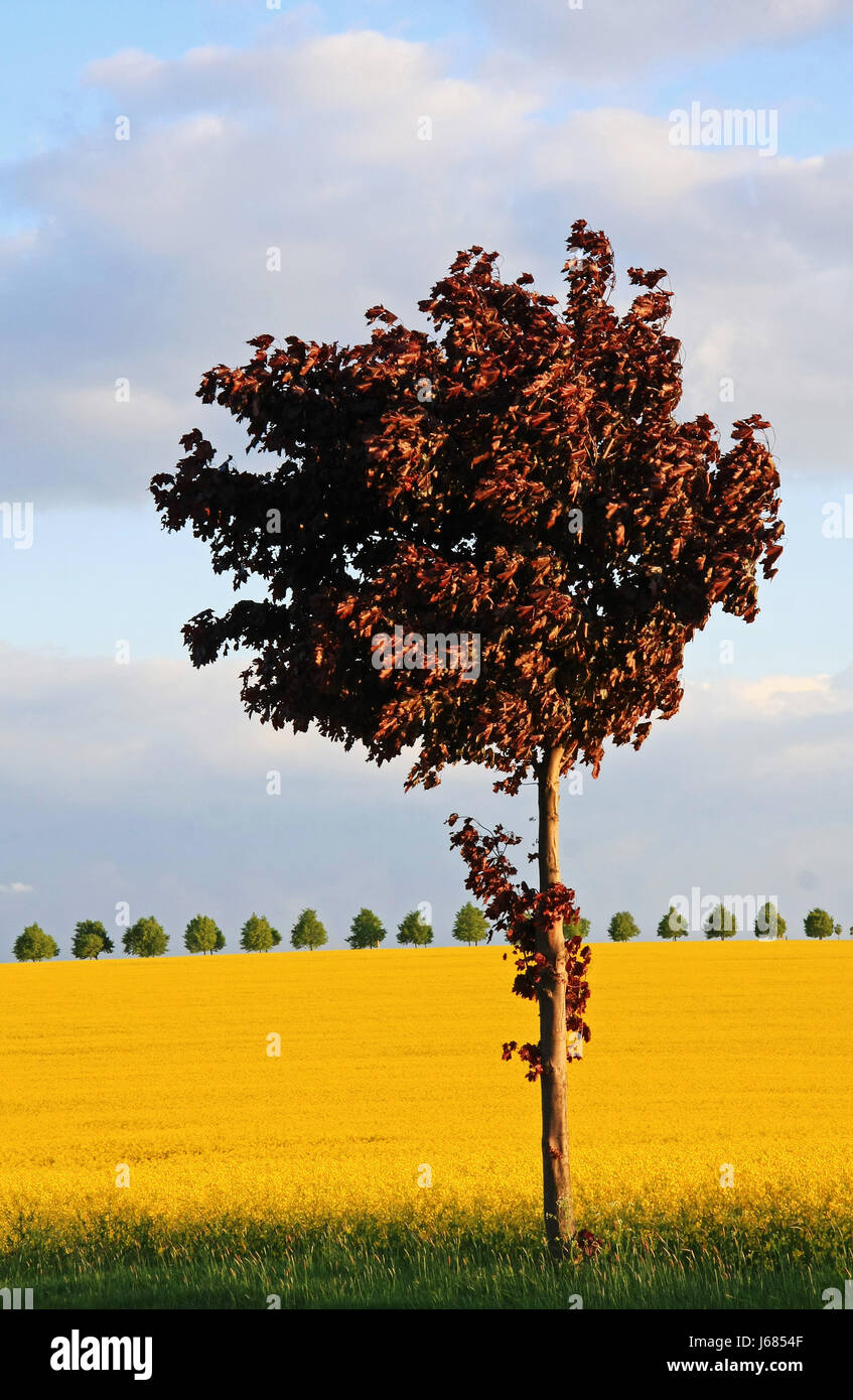 tree field spring maple May nature blue colour tree plant bloom blossom ...