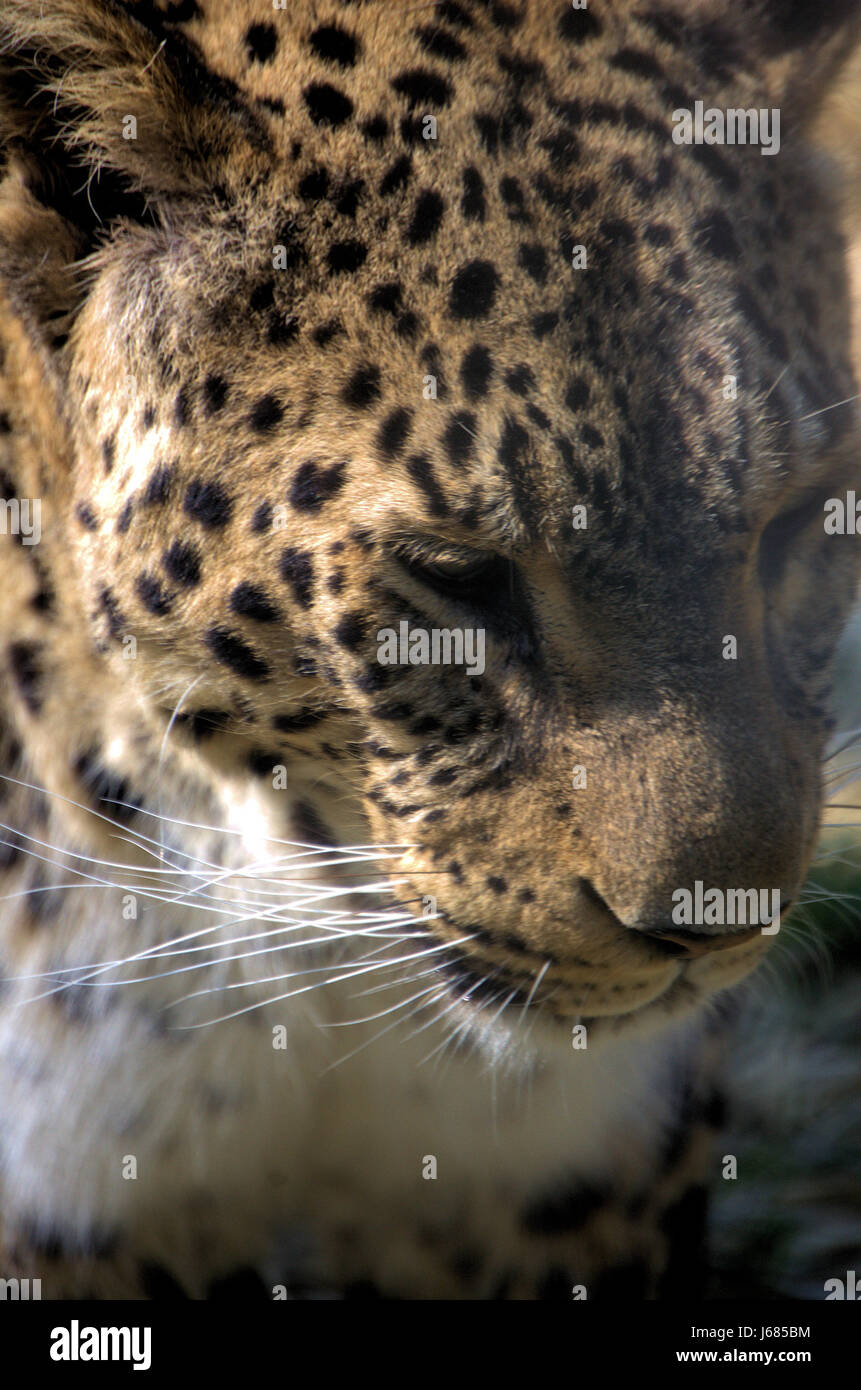 big cat feline predator skin predator cat leopard fascinating animal ...