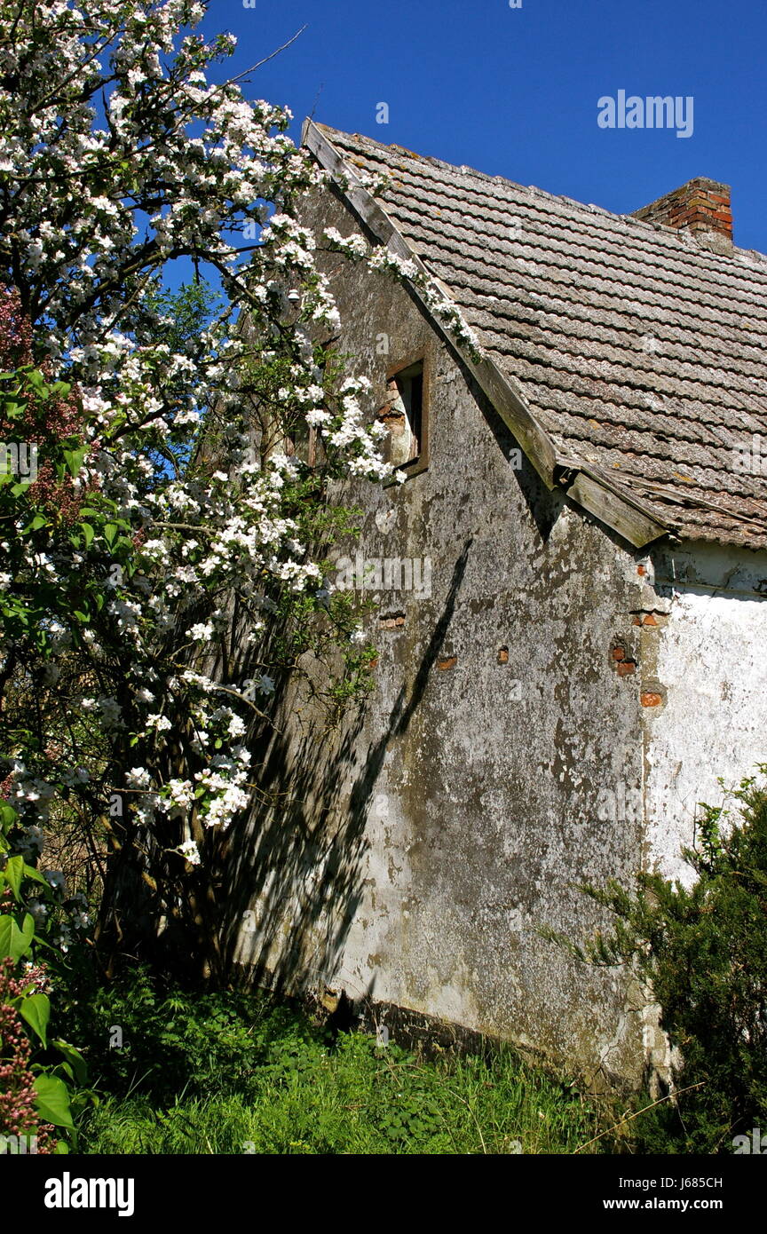 house building blossoms spring gable bleed firmament sky blue house ...