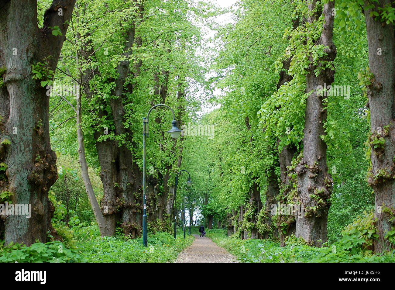 tree green person tunnel aim goal avenue path way man walk go going ...
