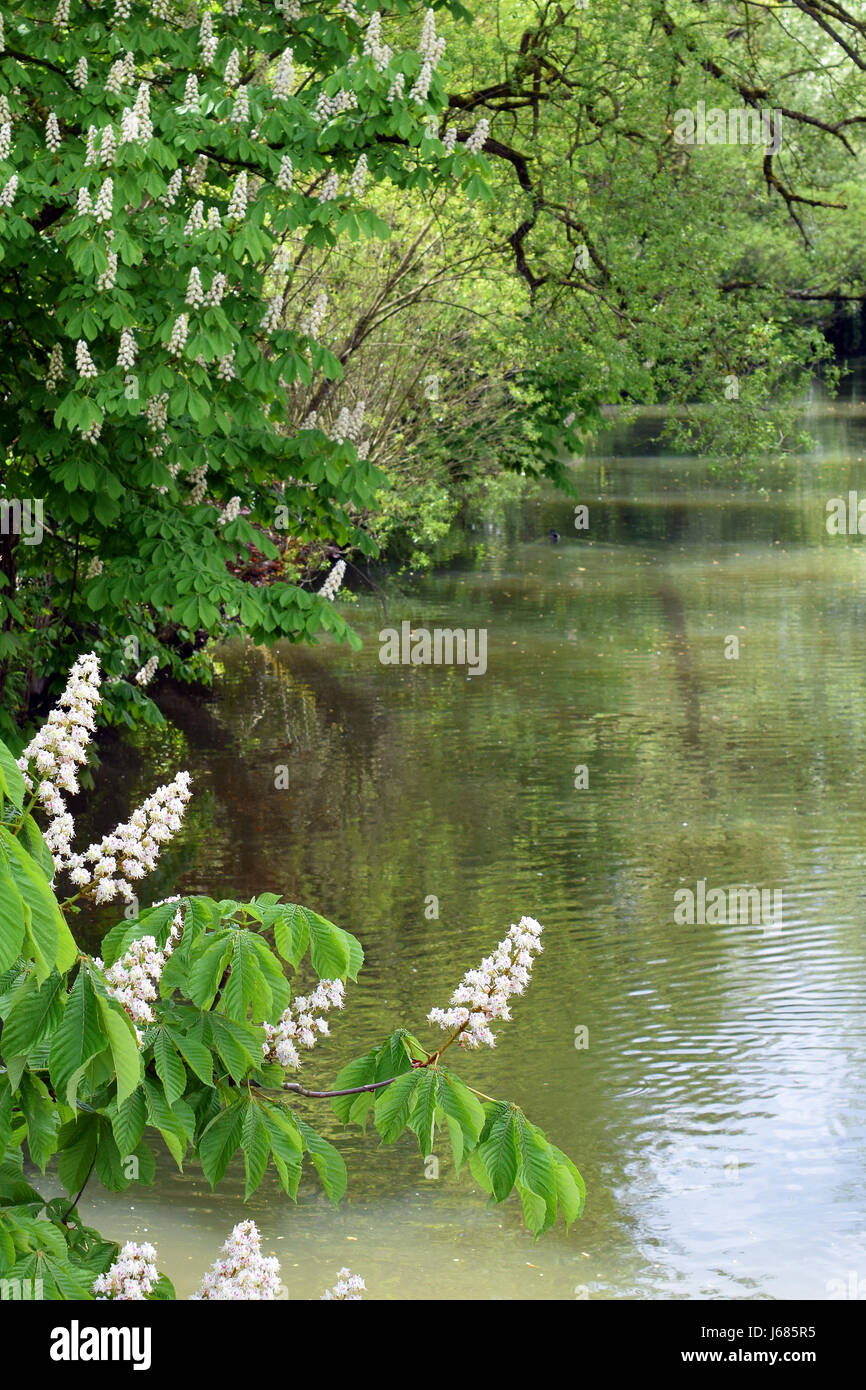 Isen river, Dorfen, Bavaria, Germany Stock Photo - Alamy