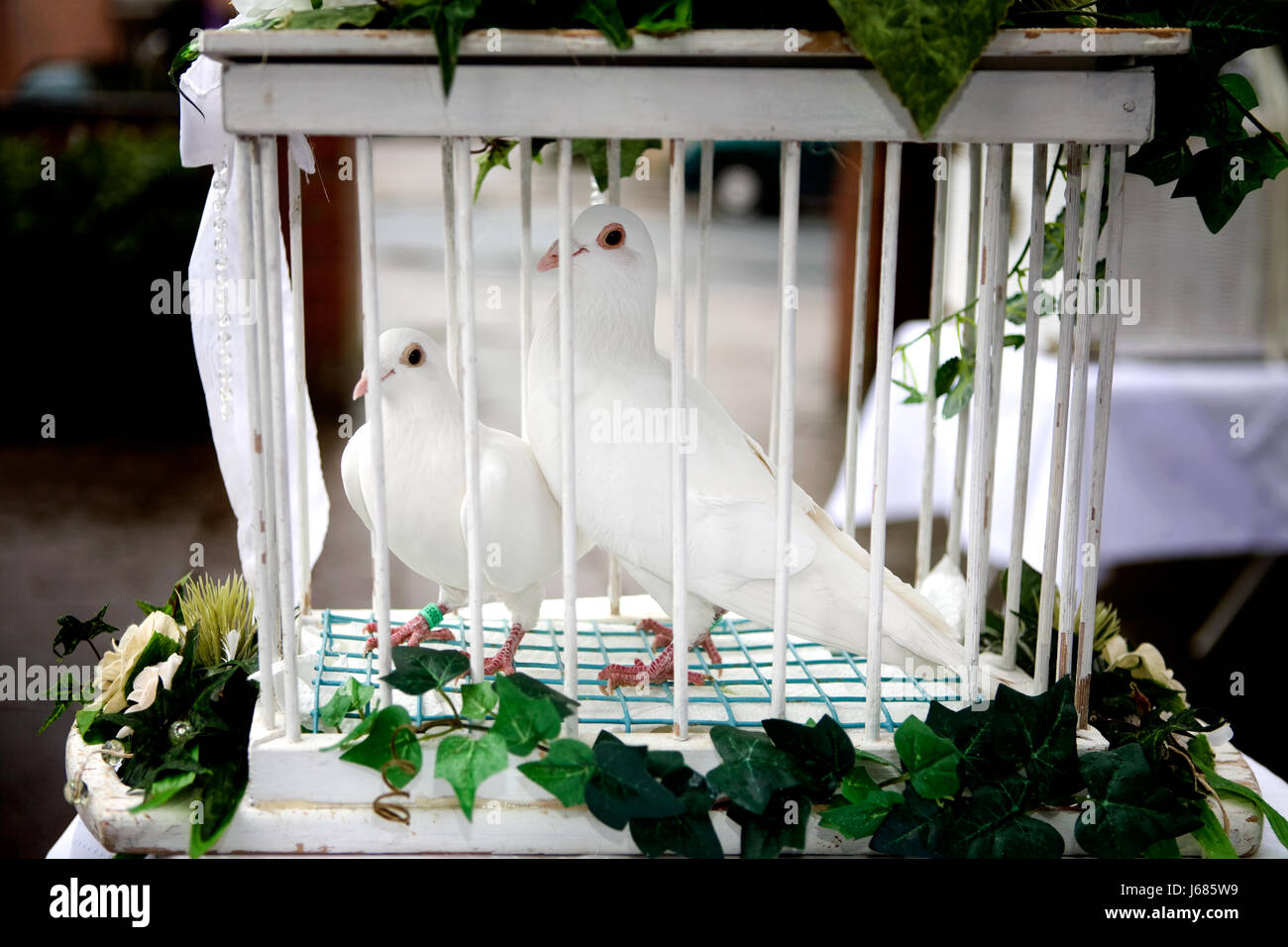 bird wedding marriage marriage ceremony wedding ceremony life ...