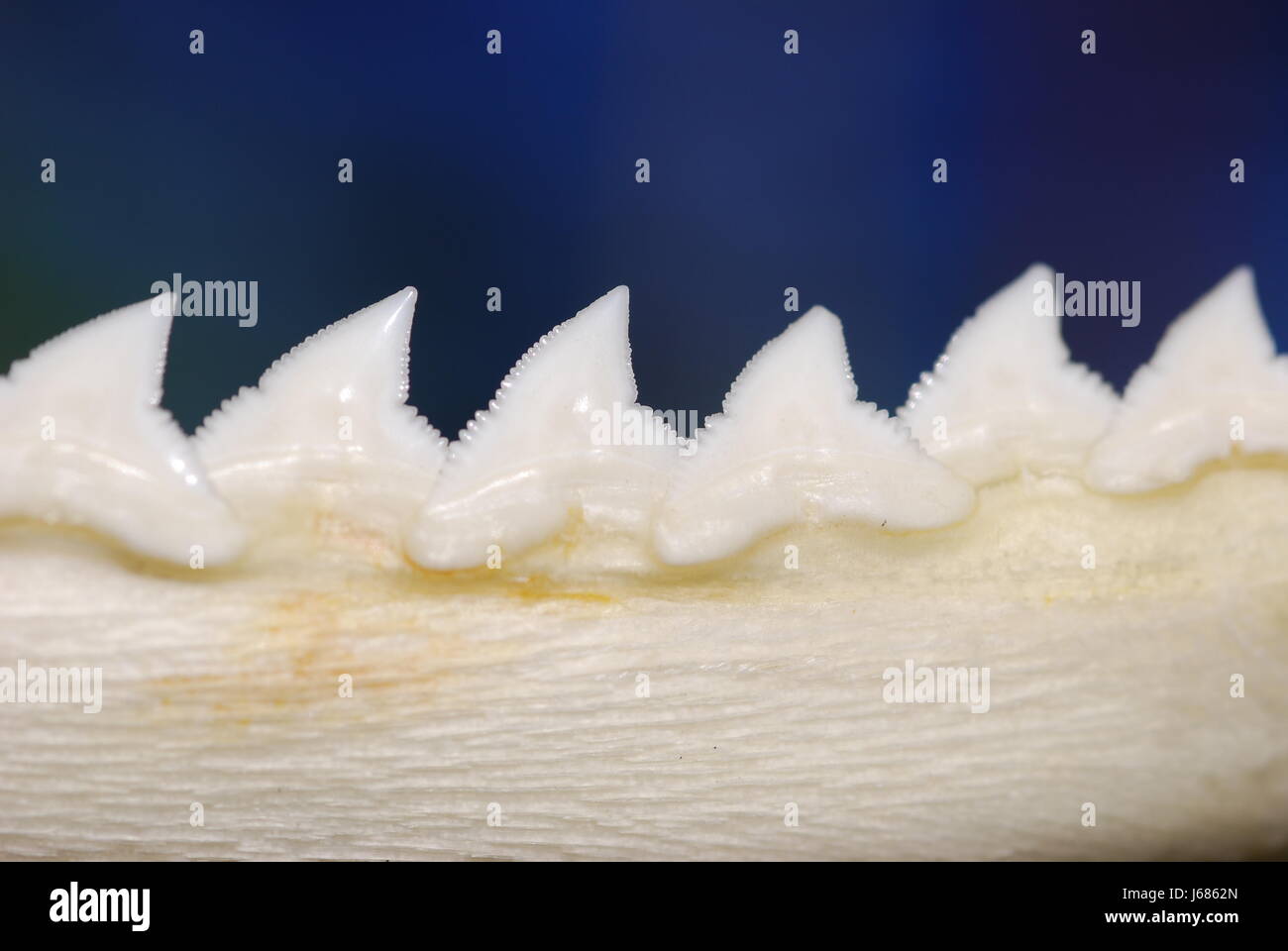 Razor sharp teeth hi-res stock photography and images - Alamy