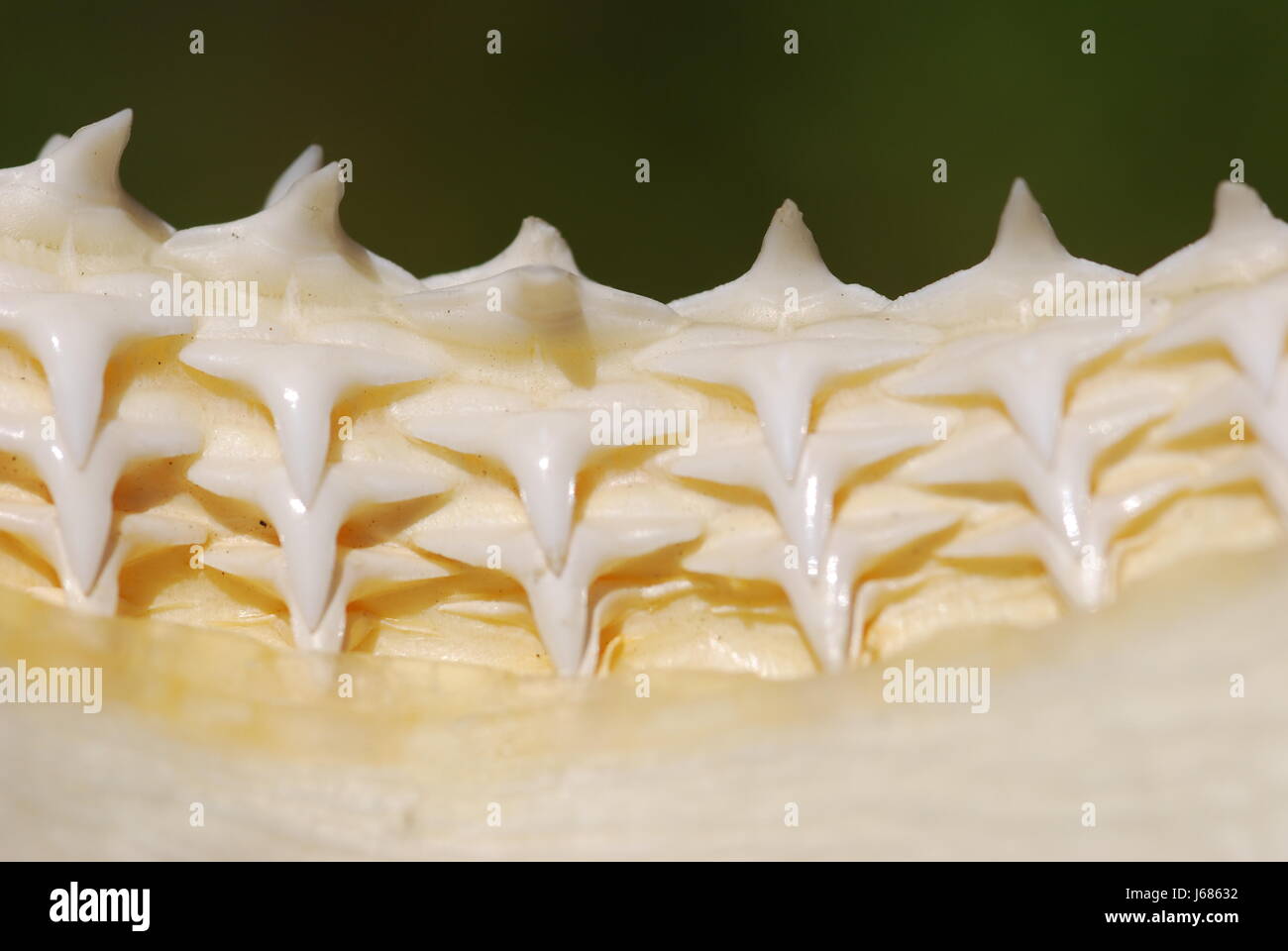 Razor sharp teeth hi-res stock photography and images - Alamy