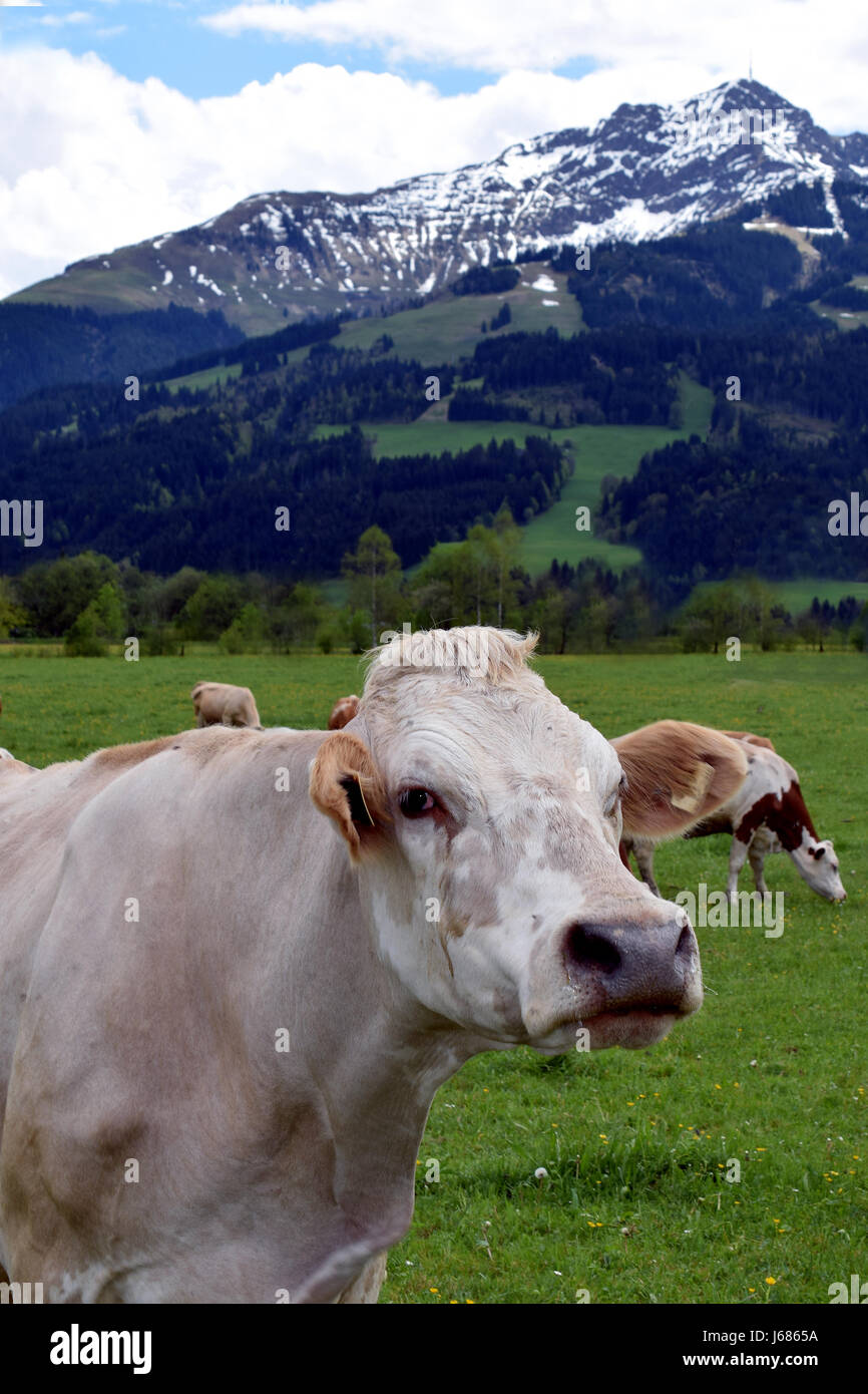Cow with fringe on field looking at camera. Beautiful mountain ...