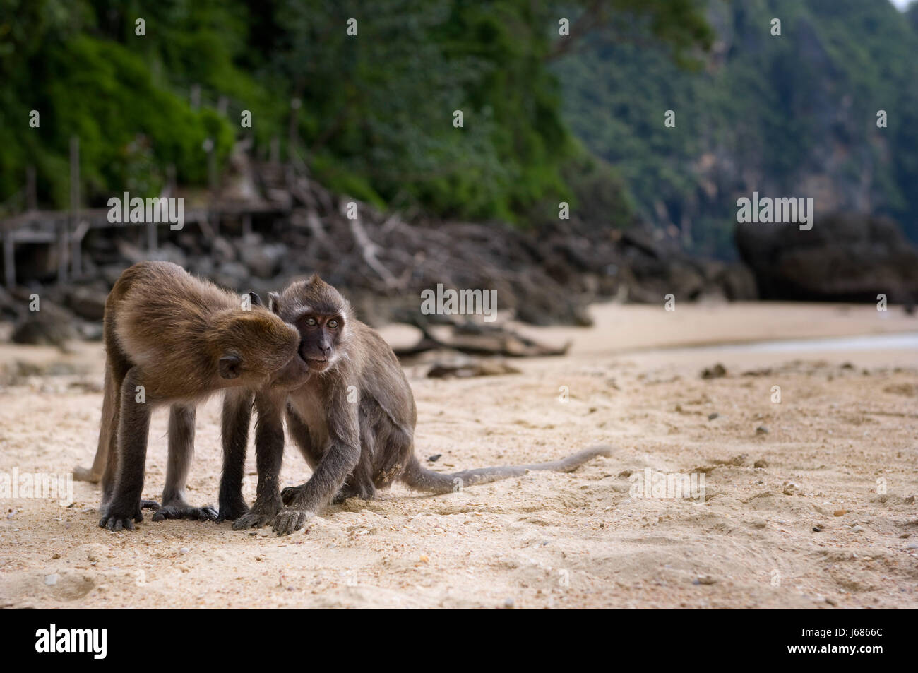 beach seaside the beach seashore thailand apes primates couple pair ...