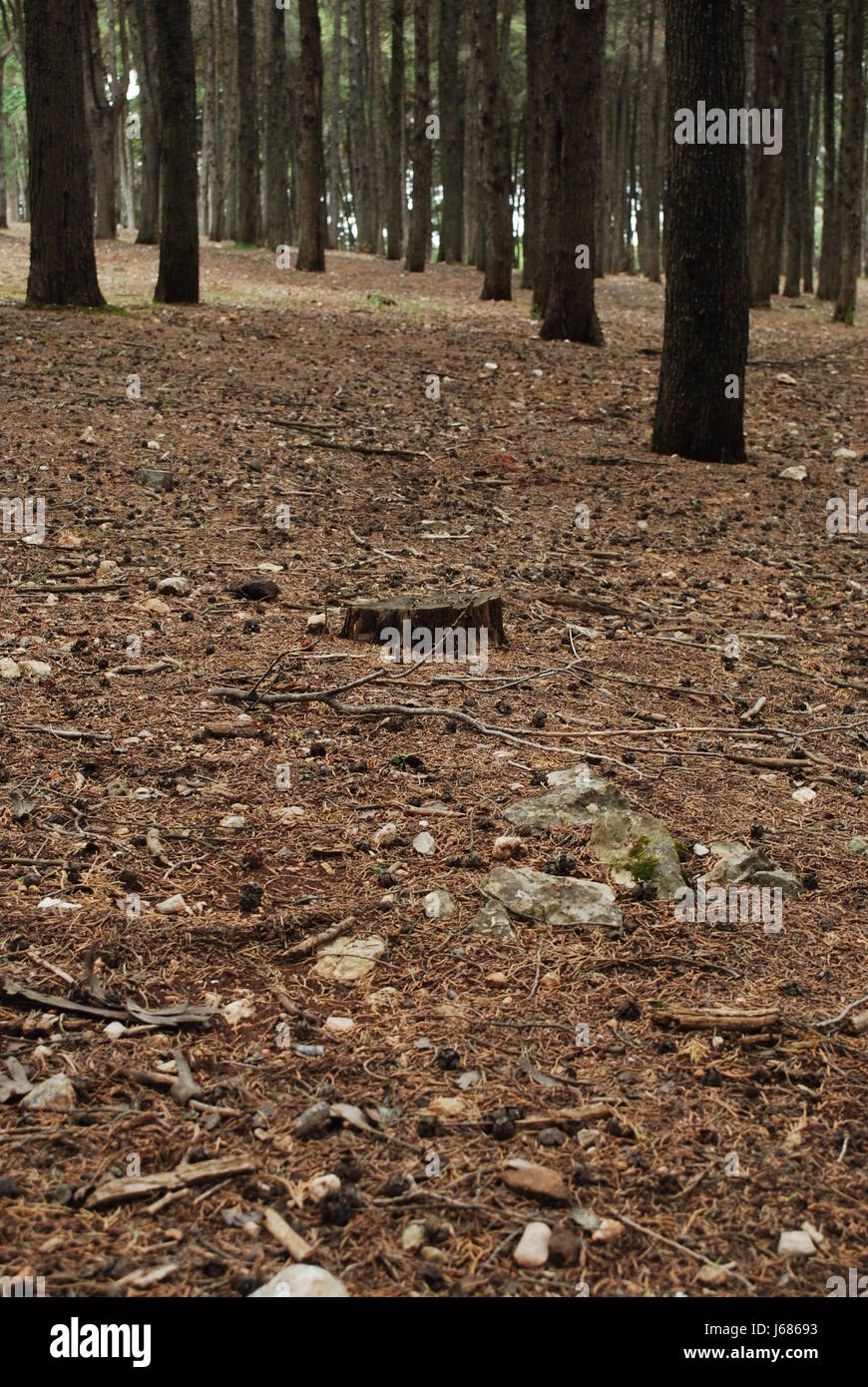 tree flora landscape scenery countryside nature backdrop background ...