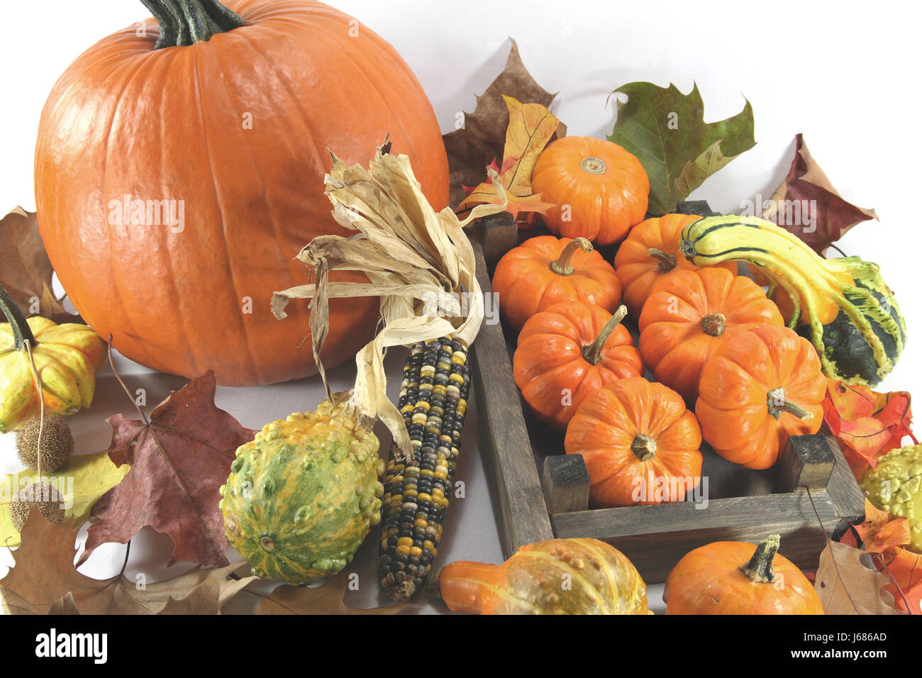 corn pumpkin thanksgiving orange color paint fall autumn food aliment ...