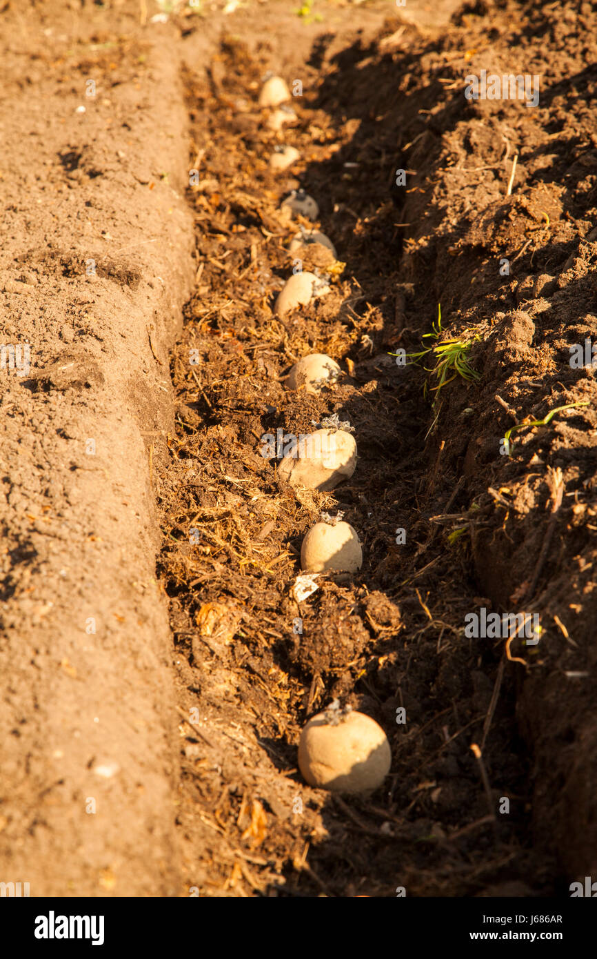First early potatoes hi-res stock photography and images - Alamy