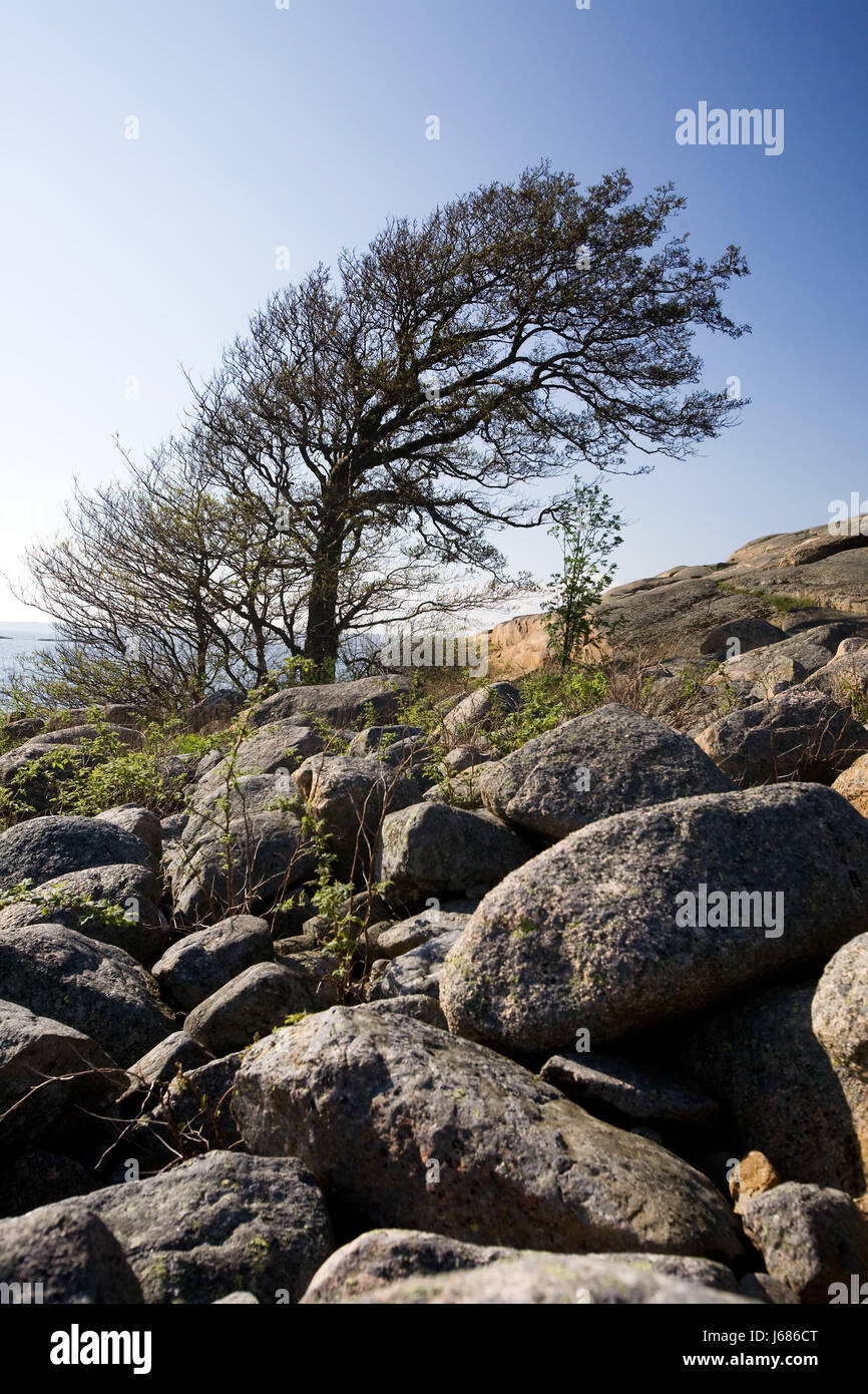 blue beautiful beauteously nice leaf tree stone rock norway branch ...
