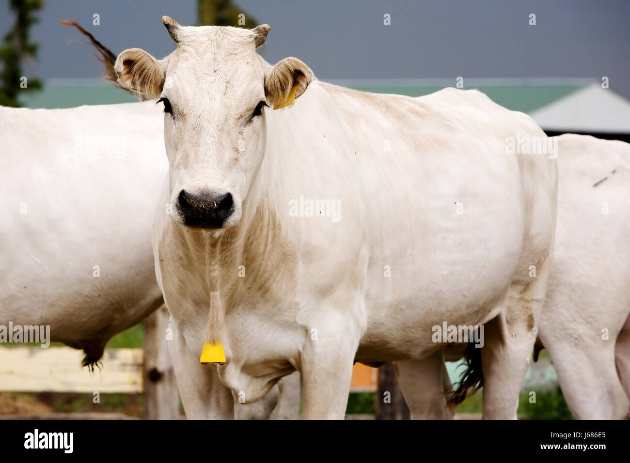 animal mammal rare cow bovine farm breed white tall high beef light ...