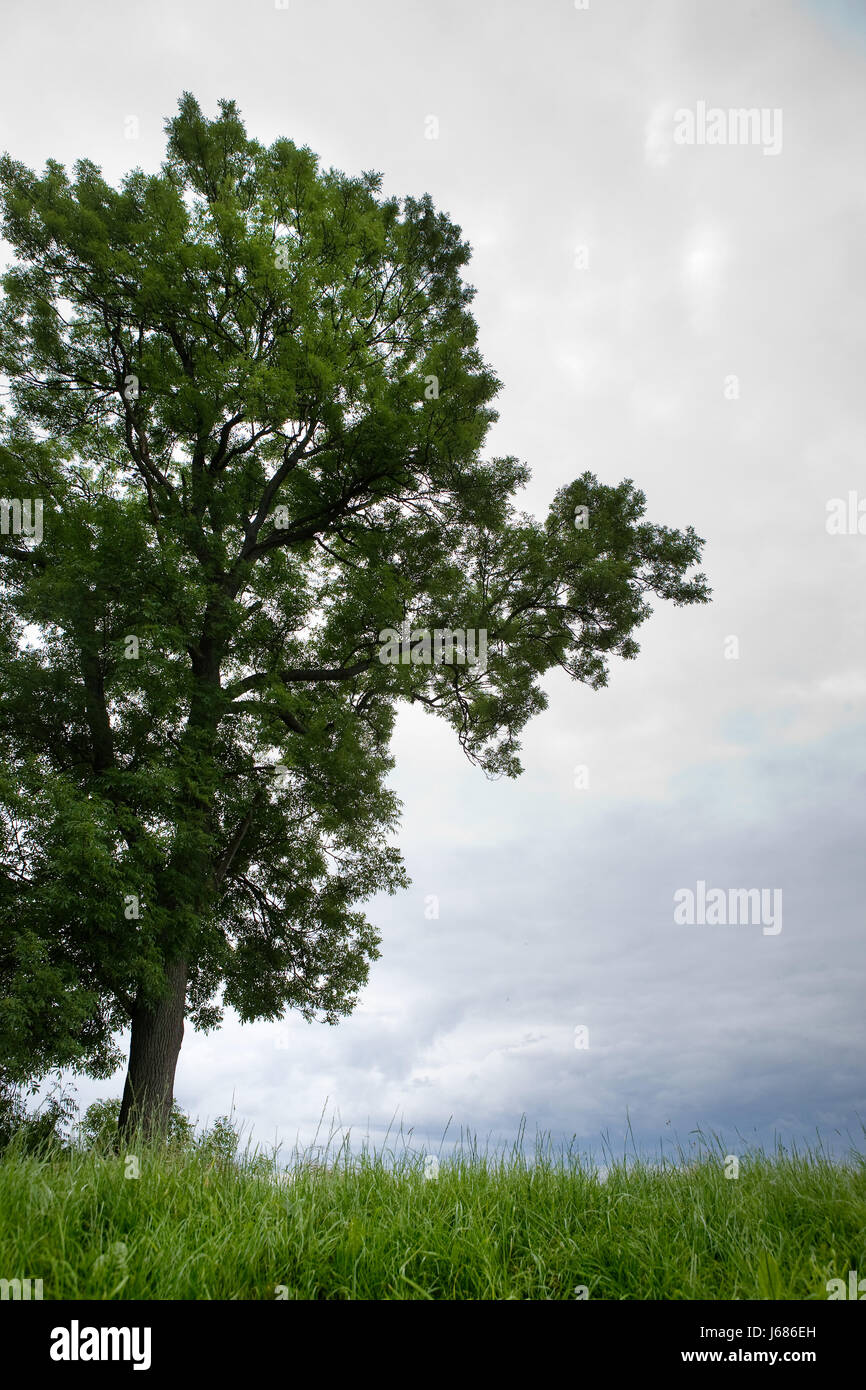tree horizon park space sight view outlook perspective vista panorama ...