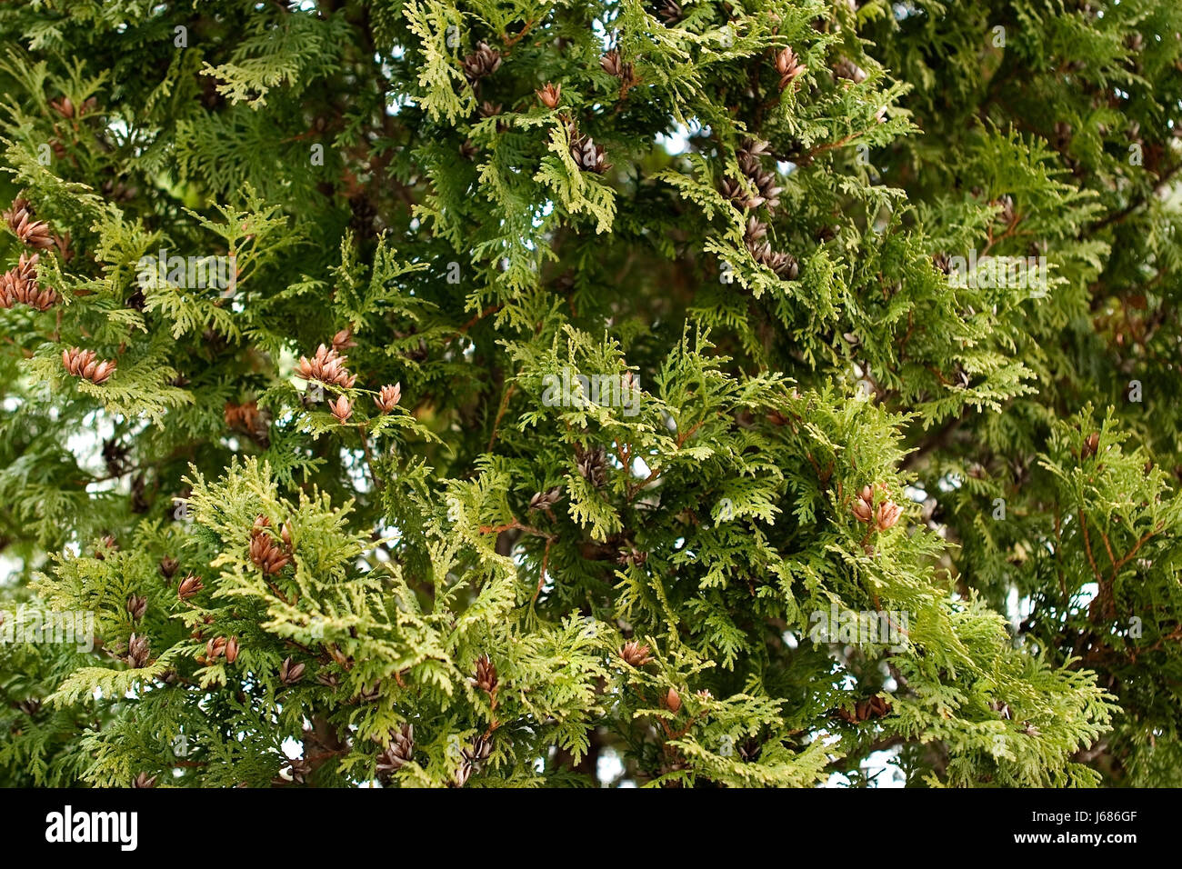 detail evergreen surface pattern spruce lawn green backdrop background ...