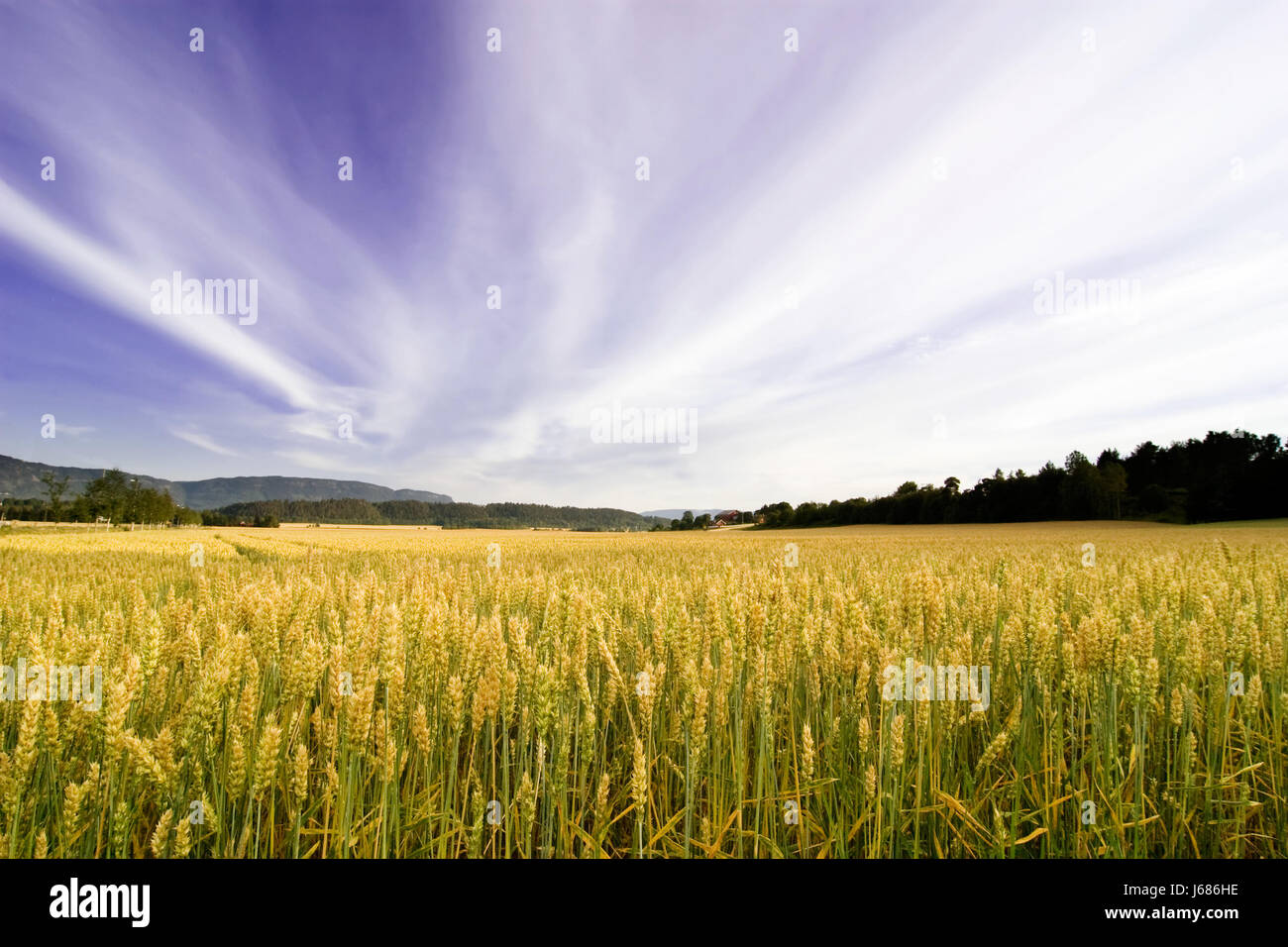 blue agriculture farming field grain harvest norway golden dramatic ...