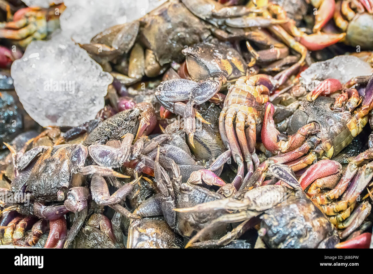Crab portunus pelagicus hi-res stock photography and images - Alamy