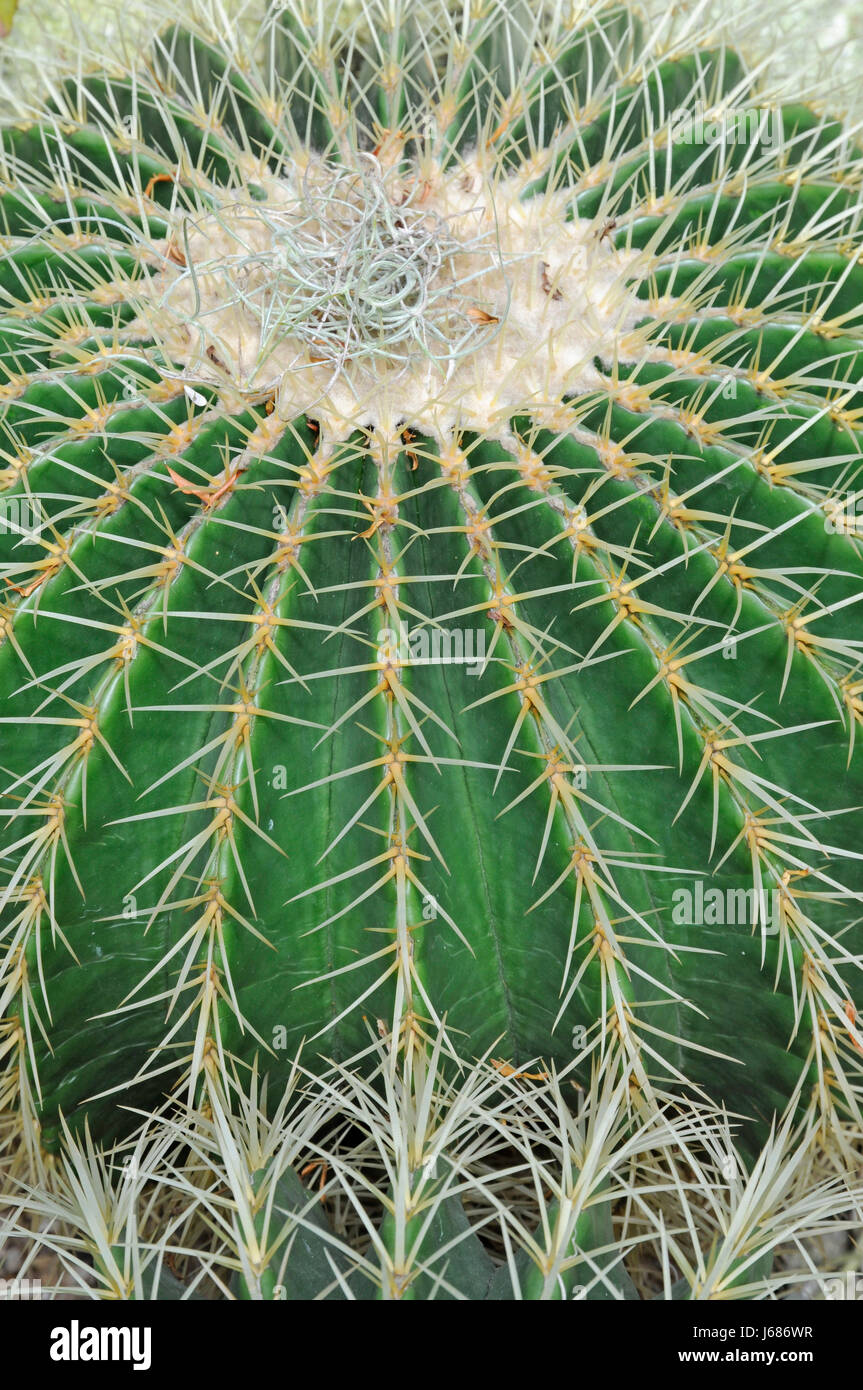 prickle cacti cactus sting plant botany thorns thorn ...