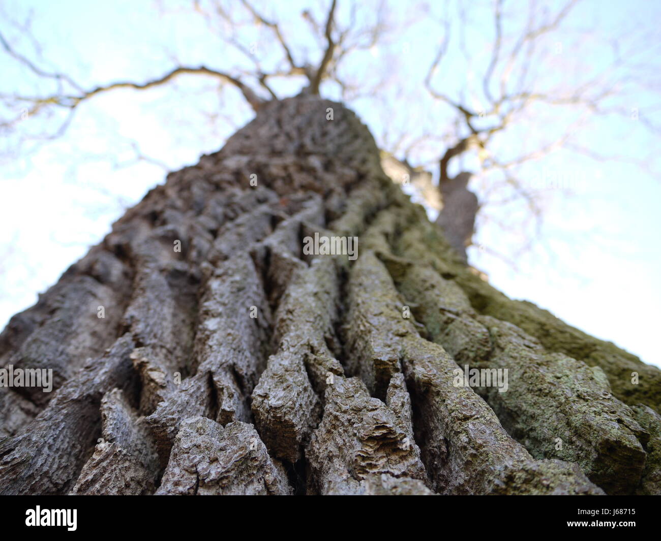 worms eye tree winter trunk bark tree winter trunk branchage high ...