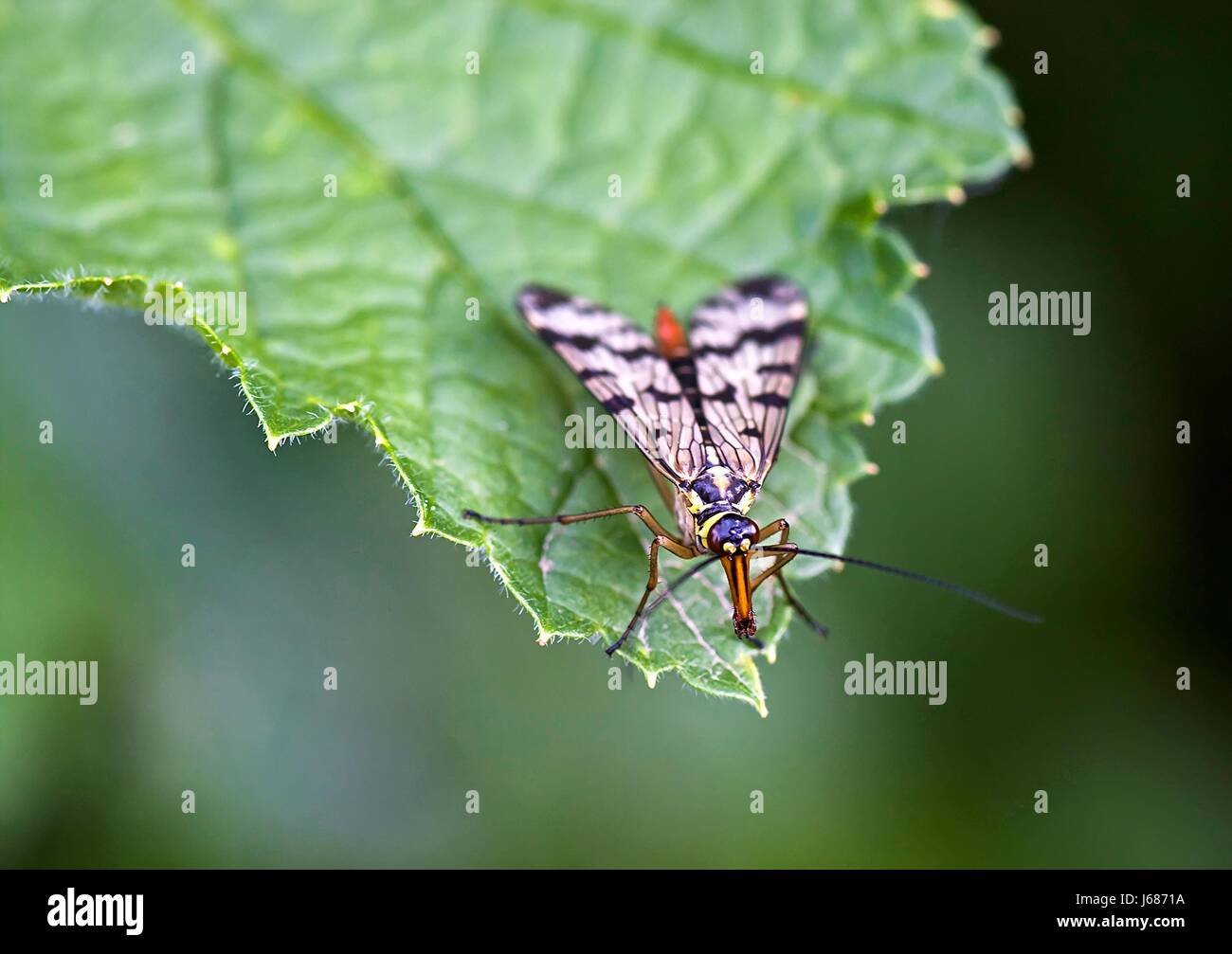 common scorpion fly Stock Photo - Alamy