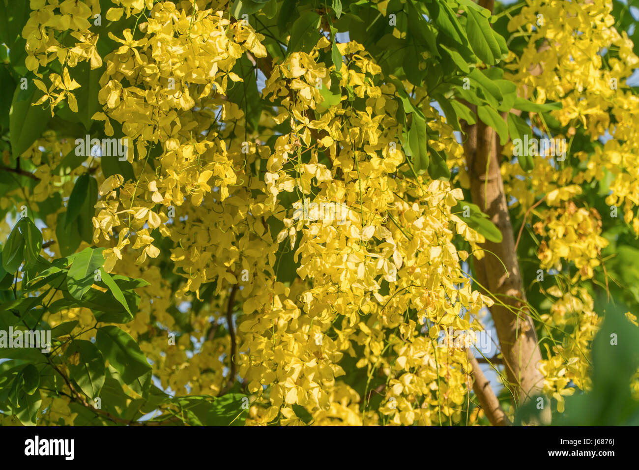 Cassia fistula yellow flower. Golden Shower Tree with branch for beautiful background Stock ...