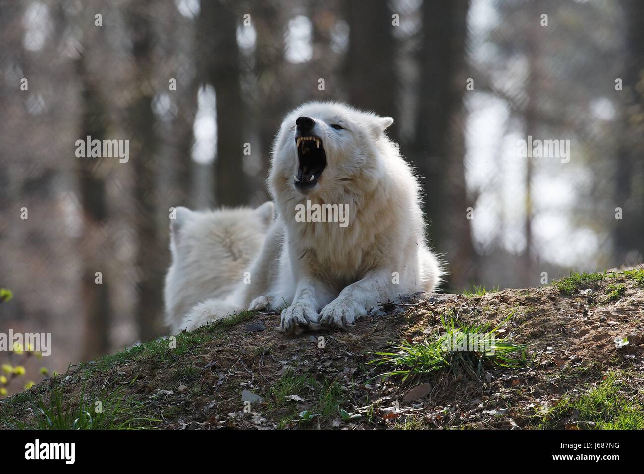 Polarwolf hi-res stock photography and images - Alamy