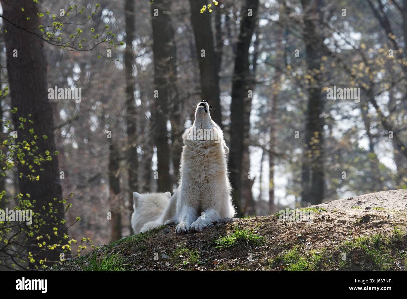 Wolfsheulen hi-res stock photography and images - Alamy