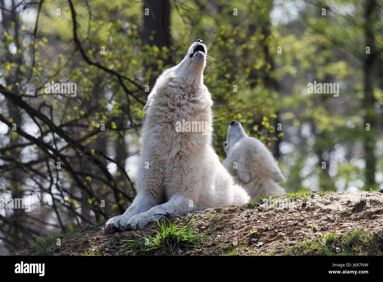 hoot hooting howling howl wolf wolves whiter sapiently hunter wolf ...