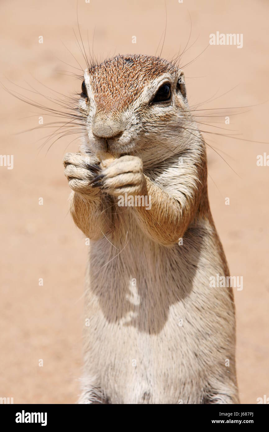 animal mammal ground soil earth humus africa rodent fur wildlife ...