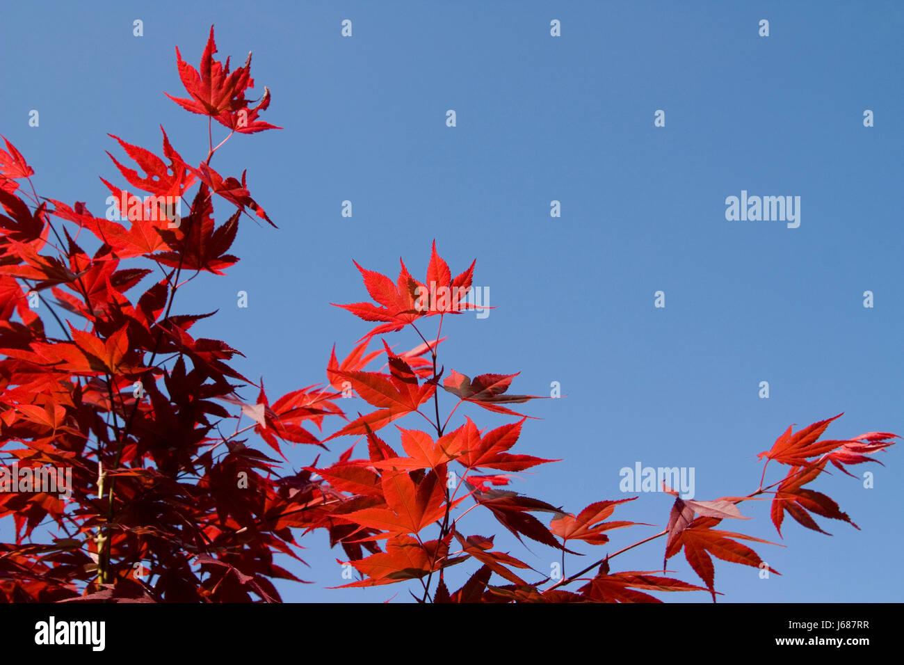 Red japanese fan maple hi-res stock photography and images - Alamy