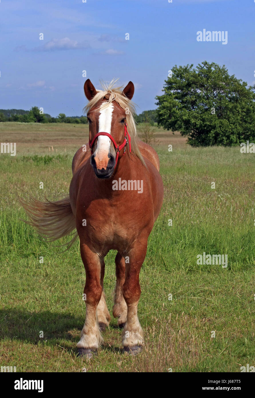 horse animal haflinger horse horse breeding race strength force nature ...
