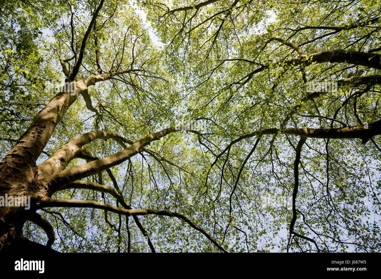 worms eye tree trees green branches branch leaves foliage chestnut ...