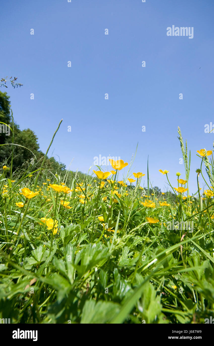 flower plant spring chrysanthemum meadow buttercup green bloom blossom ...