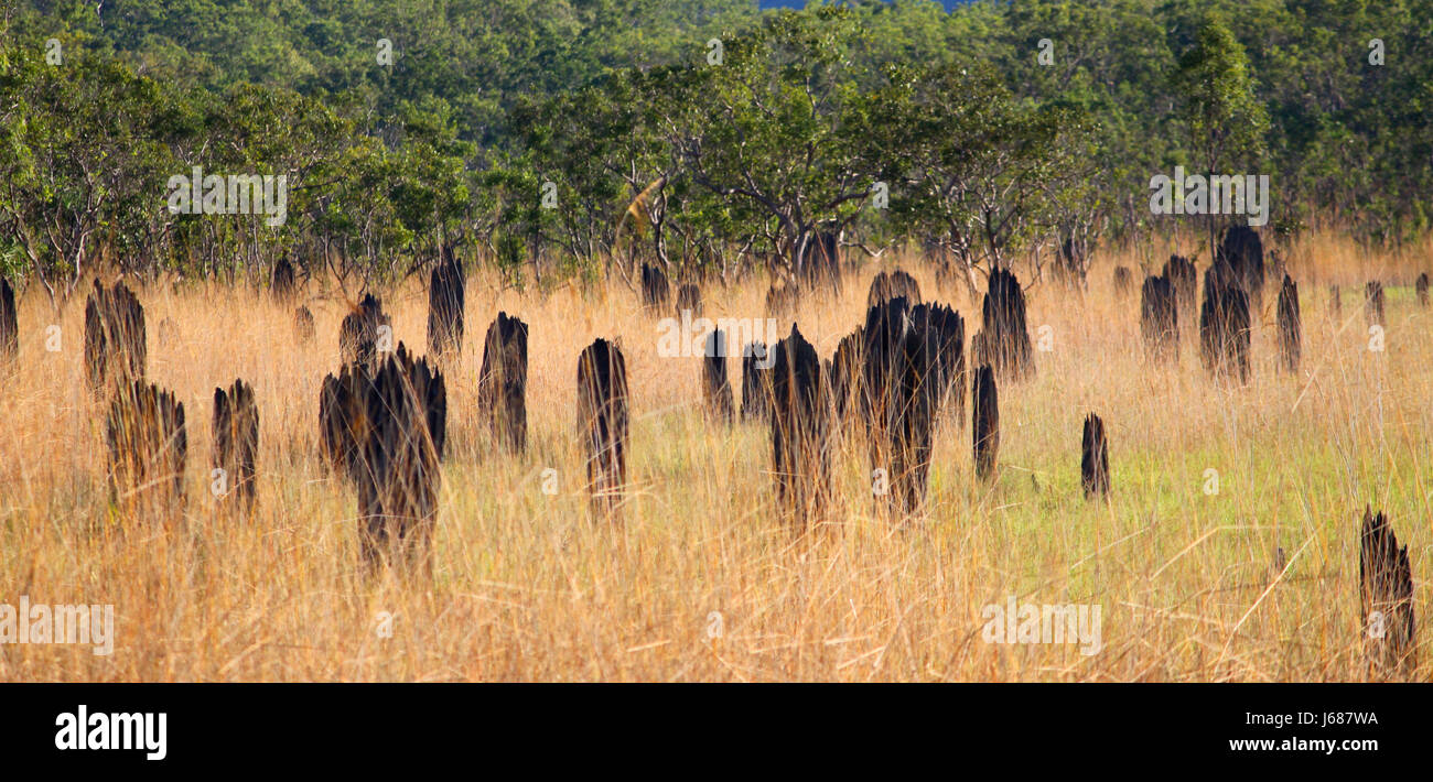 insects national park australia magnetic traveling trip journey insects ...