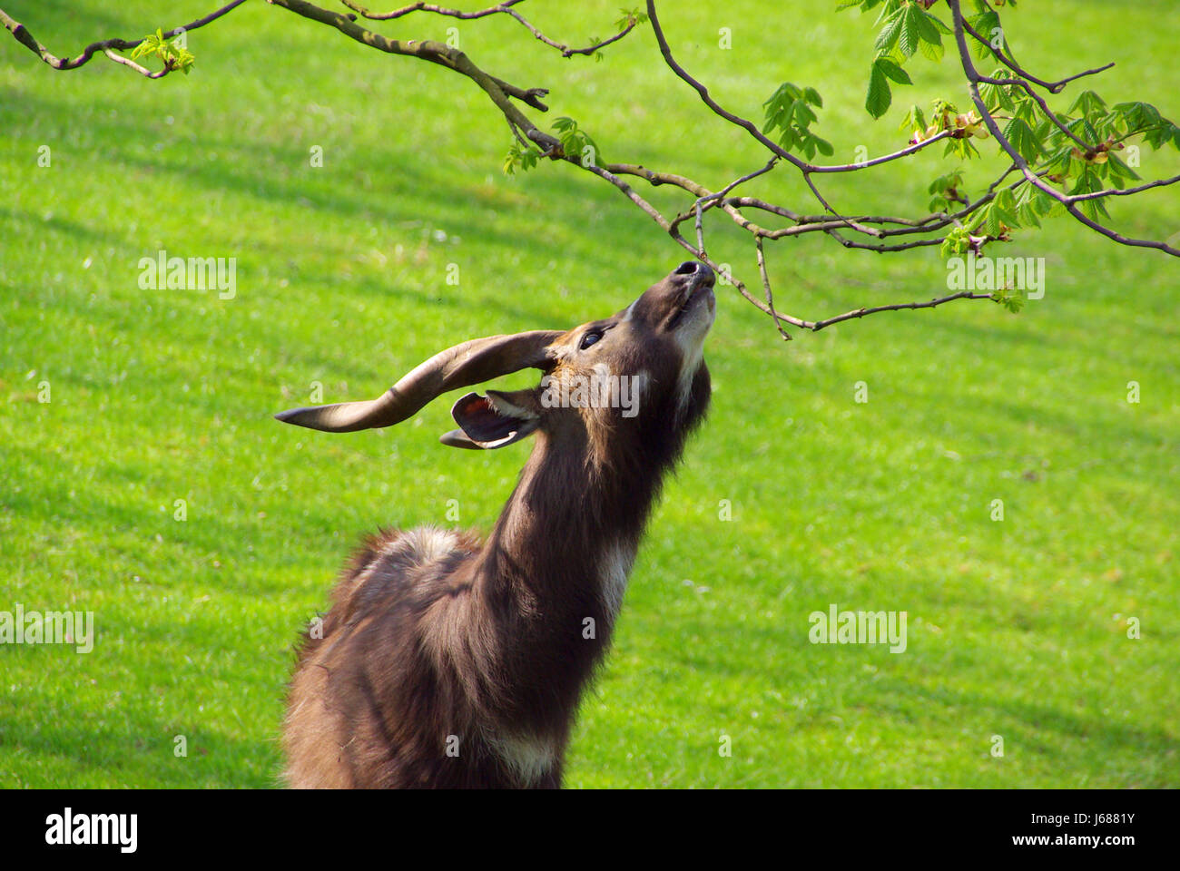tree animal green to gorge engulf devour antelope food aliment tree ...