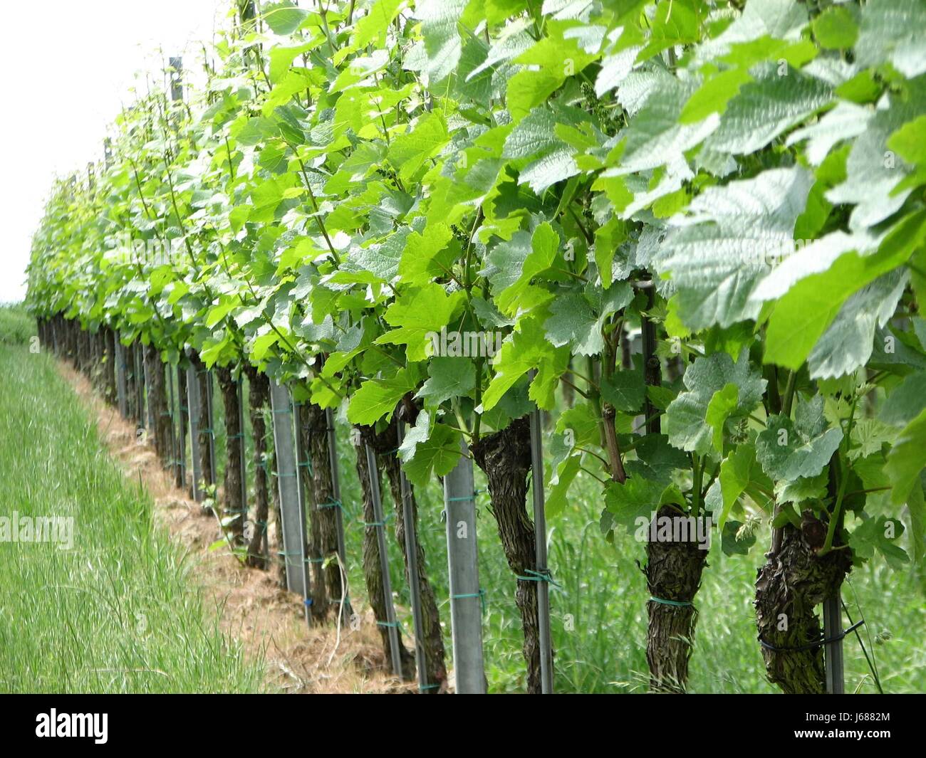 field vineyard cultivation black forest common grape vines weinstcke ...