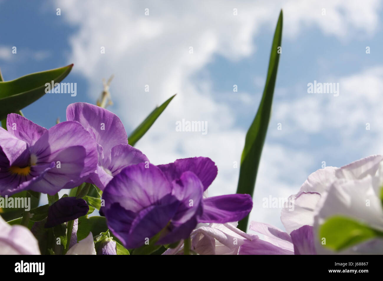 flower plant summer summerly chrysanthemum firmament sky close ...