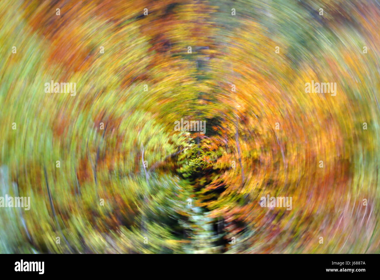 tree trees abstract rotate color paint leaves foliage fall autumn leaf ...