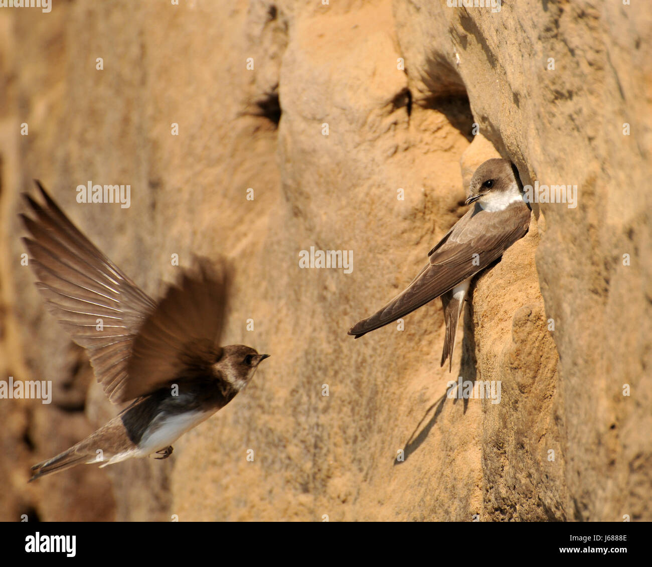 uferschwalben - pair Stock Photo - Alamy