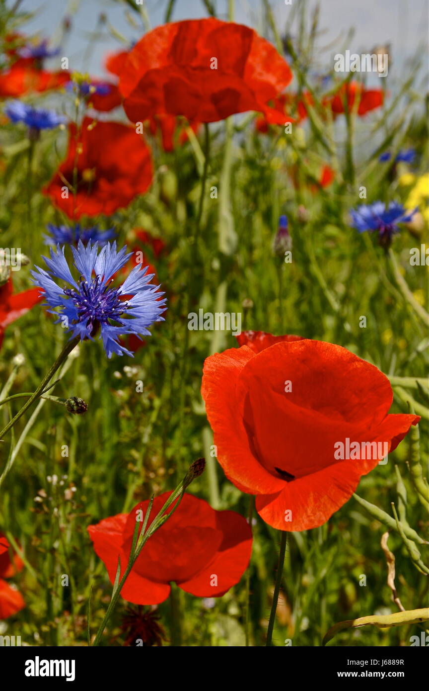 plant flower bloom blossom flourish flourishing field grow firmament ...