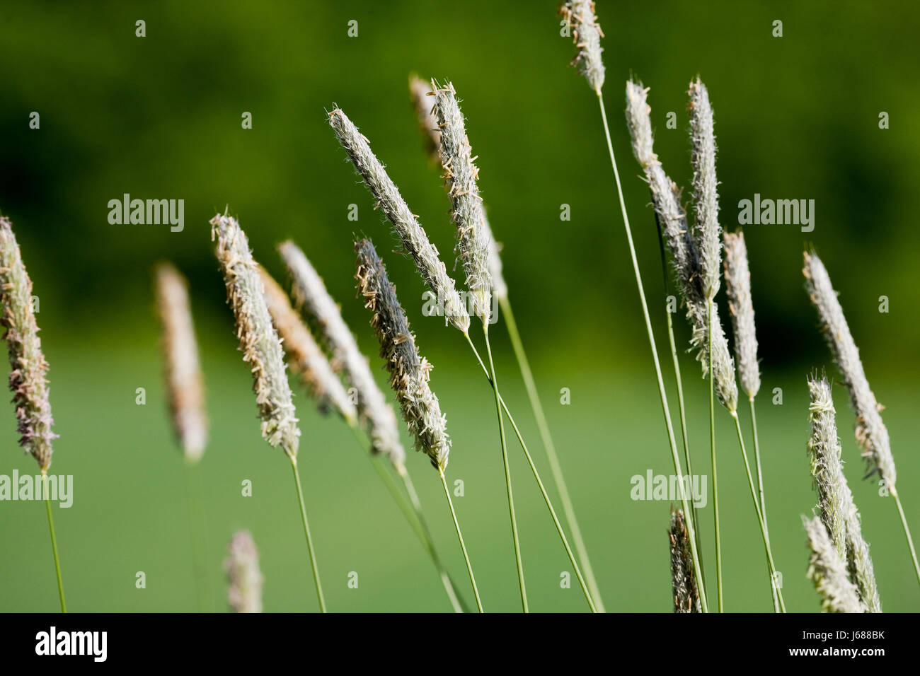 Swamp foxtail grass hi-res stock photography and images - Alamy