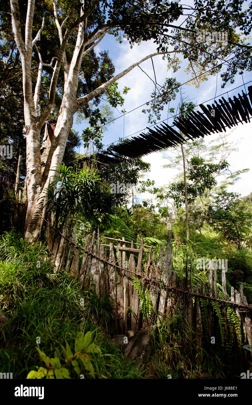 tree wood bridge jungle fear outdoor cable wire tropical wooden ...