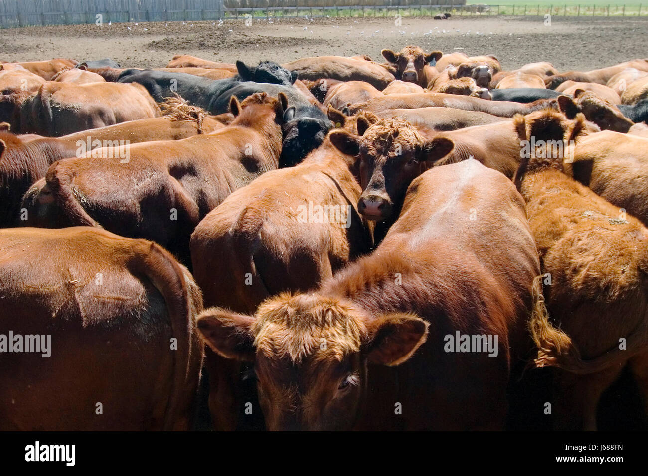 food aliment industry industrial animal bull grain metal canada ...