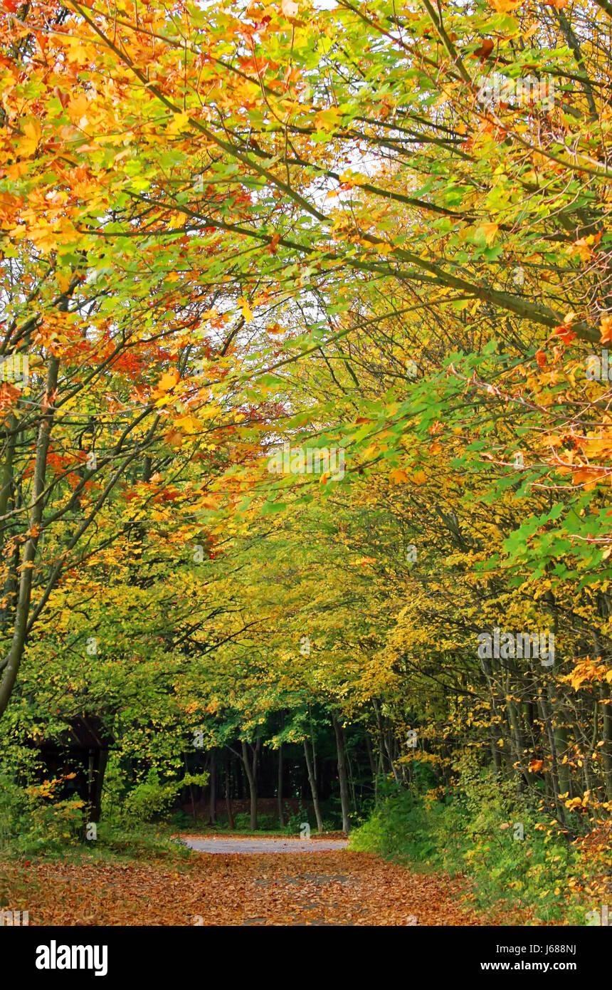 tree trees leaves autumn foliage path way forest nature fall autumn ...
