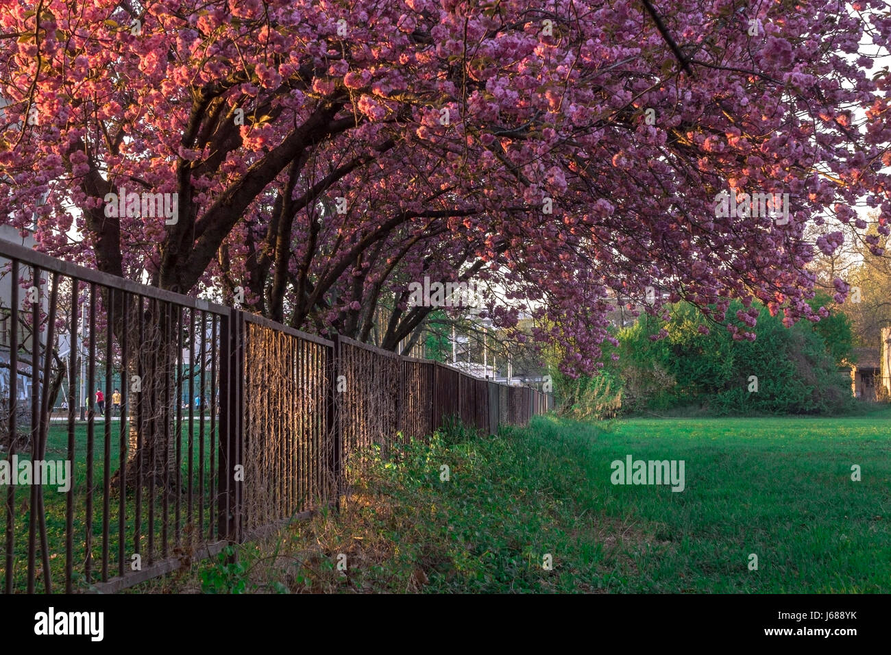 Cherry blossom tree at sunset Stock Photo - Alamy