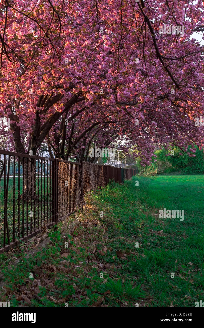 Cherry blossom tree at sunset Stock Photo - Alamy