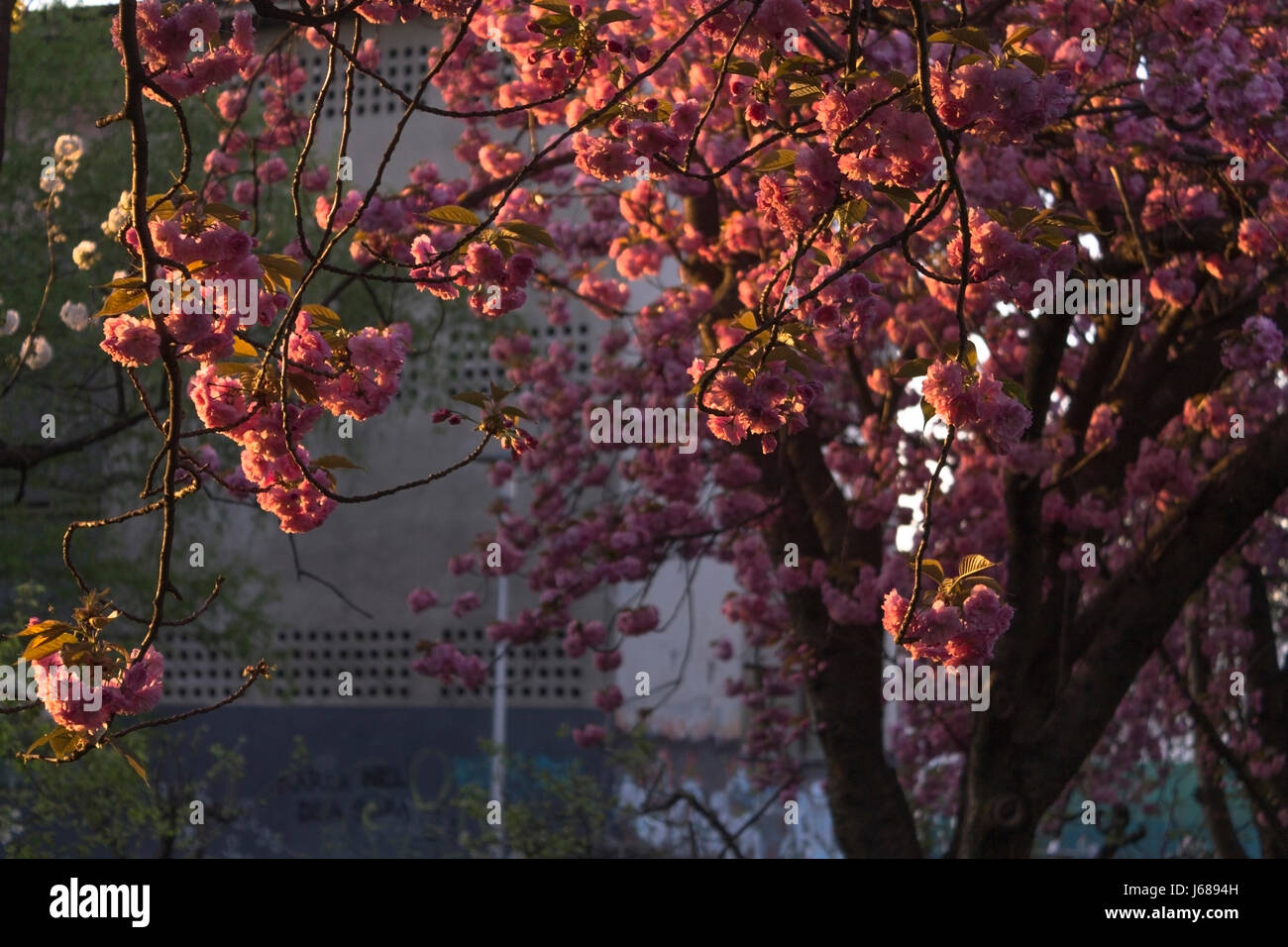 Cherry blossom tree at sunset Stock Photo - Alamy