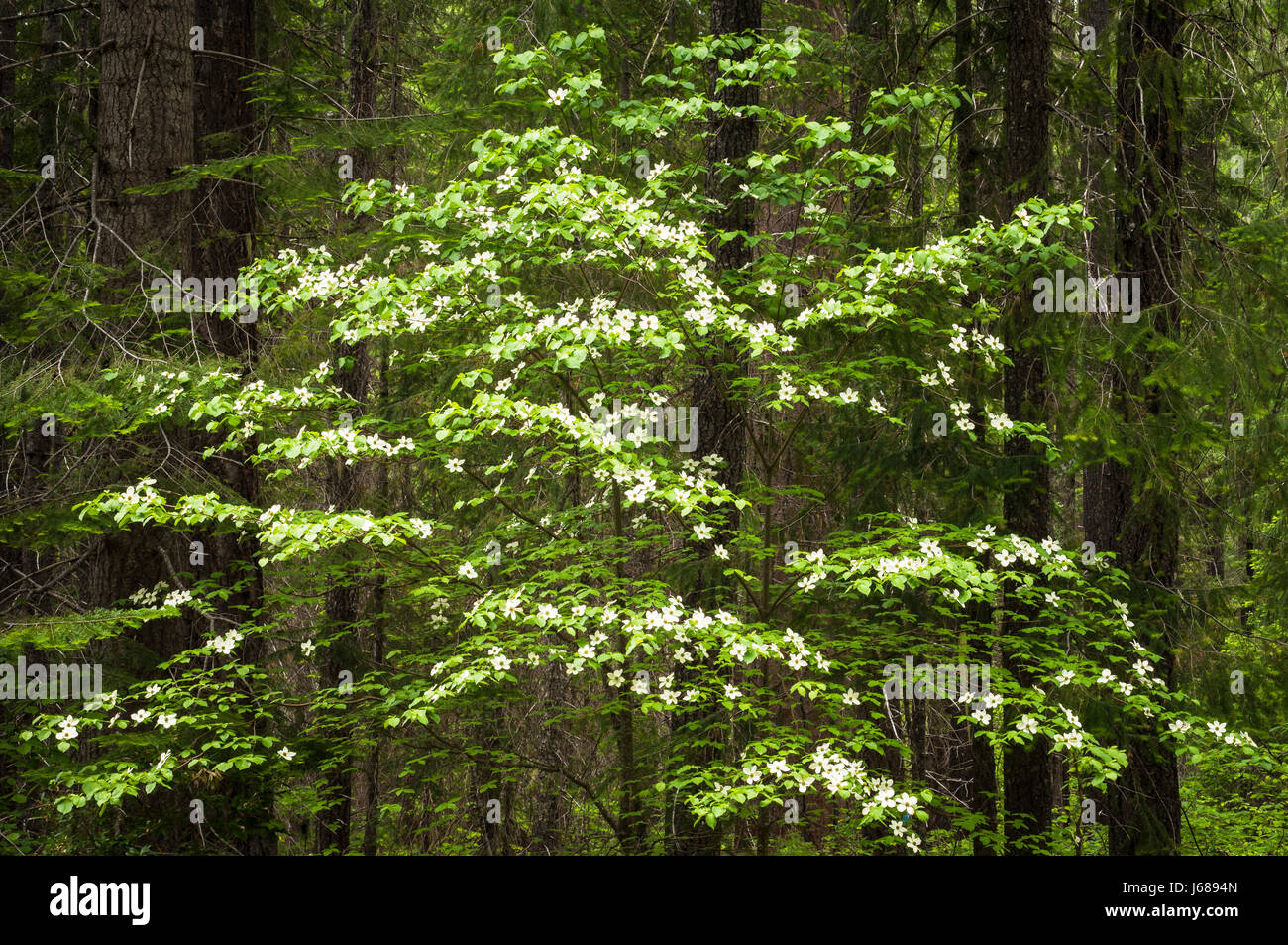 Pacific Dogwood tree, Cornus nuttallii; Rogue River-Siskiyou National ...