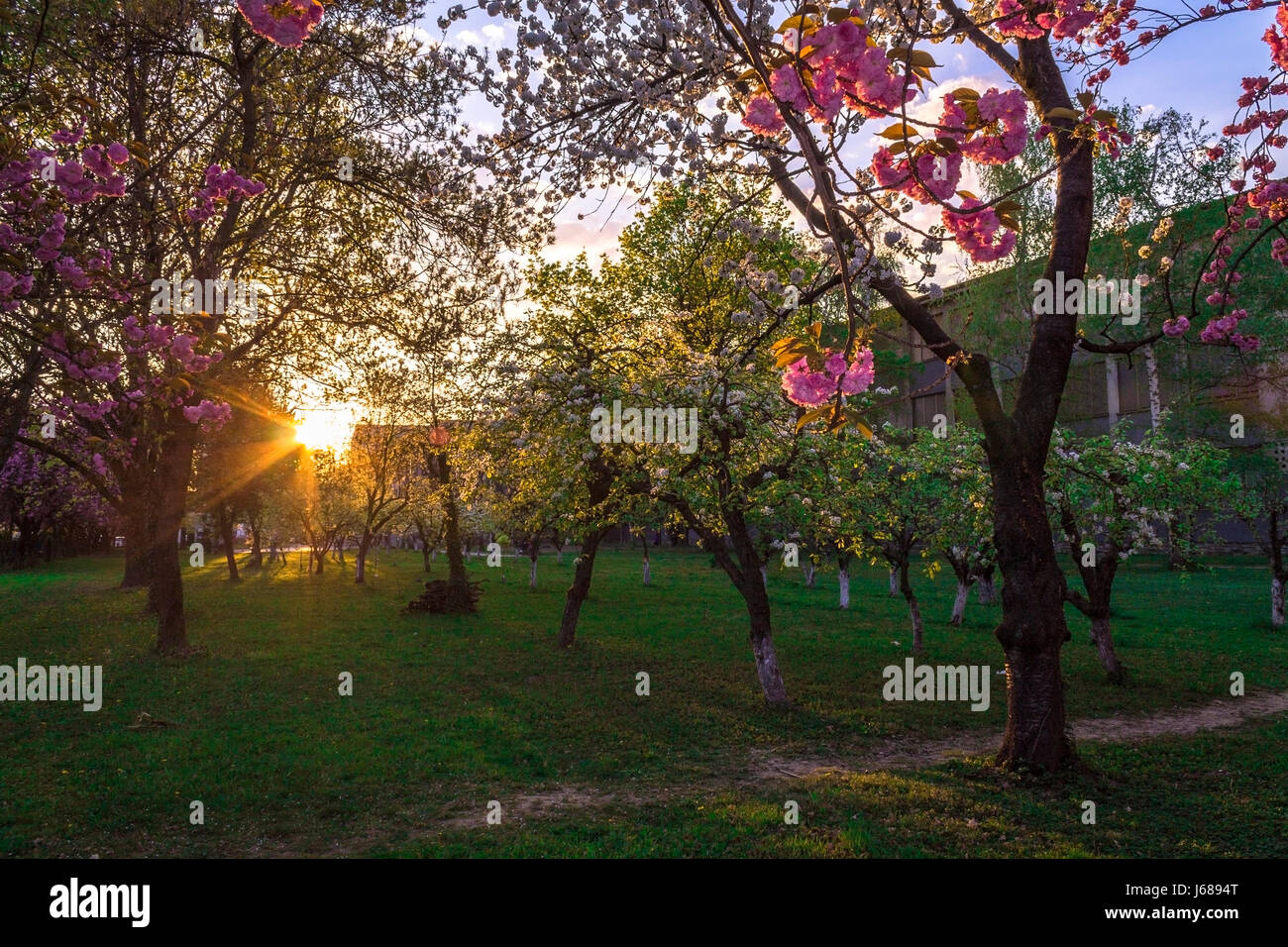 Cherry blossom tree at sunset Stock Photo - Alamy