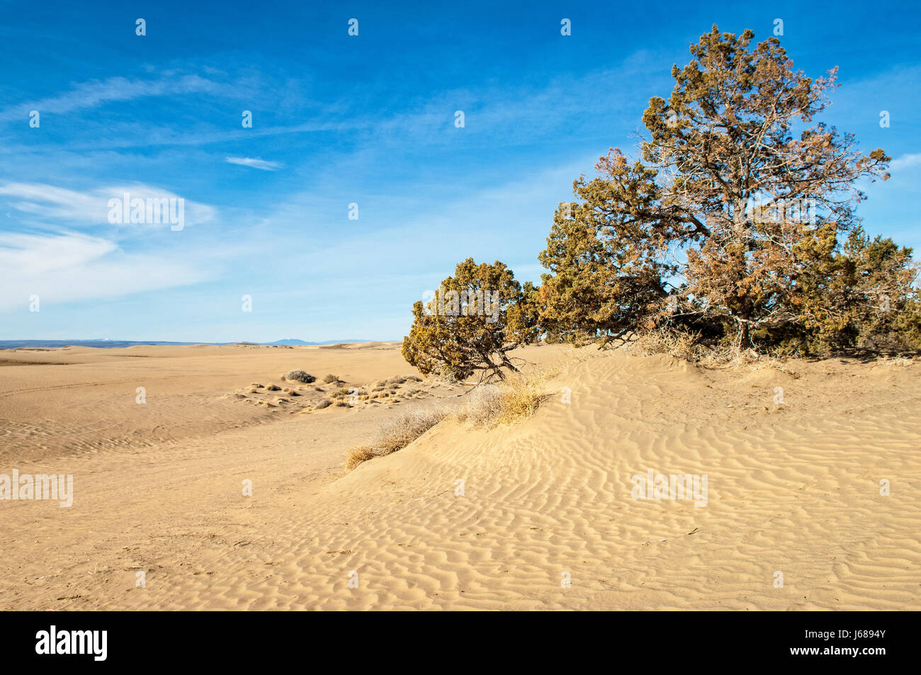 Western juniper hi-res stock photography and images - Alamy