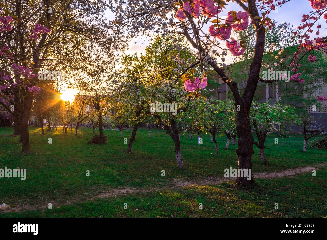 Cherry blossom tree at sunset Stock Photo - Alamy
